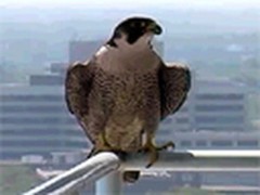 Peregrine Falcons In Providence Rhode Island – Rhode Island Memories